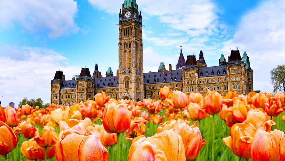 Festival Canadien Des Tulipes 2020